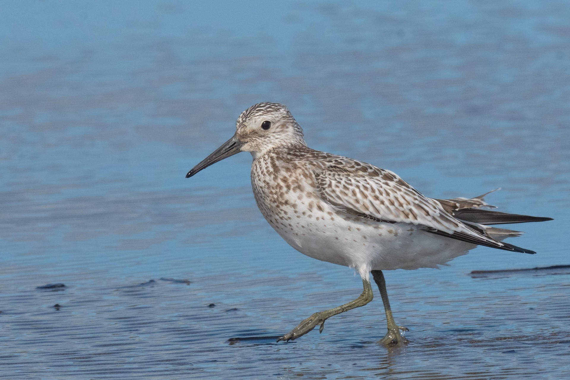アカエリヒレアシシギ、オバシギ: 札幌発 普通人の鳥見