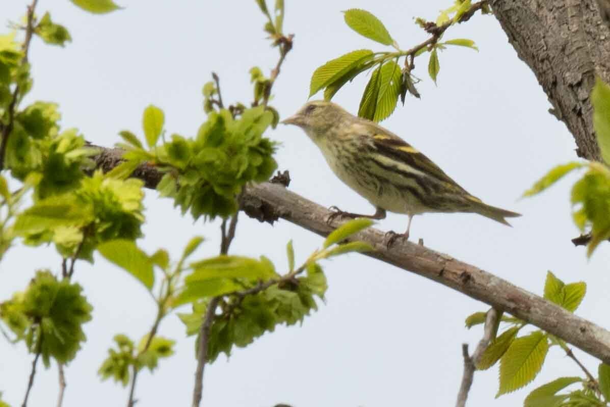 イカル、クロジ、マヒワ: 札幌発 普通人の鳥見