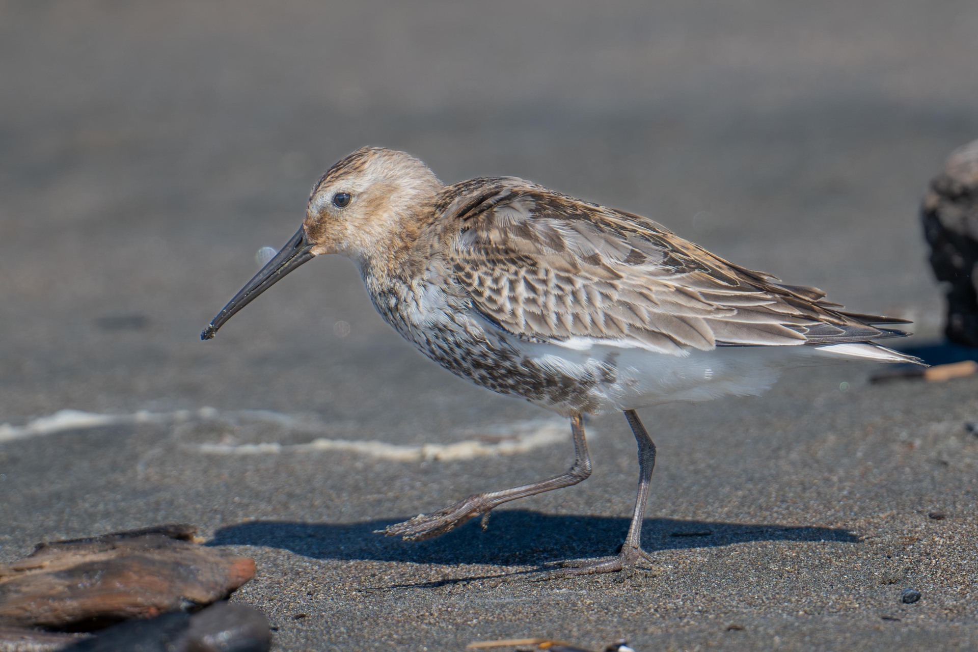 アカエリヒレアシシギ、オバシギ: 札幌発 普通人の鳥見