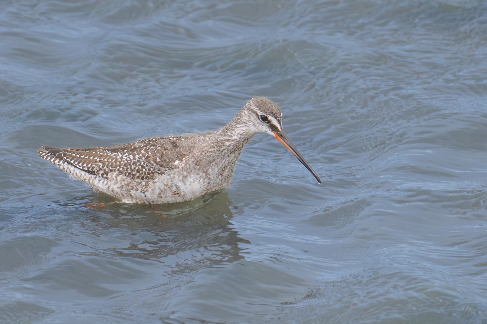 アカアシシギ、ツルシギ: 札幌発 普通人の鳥見