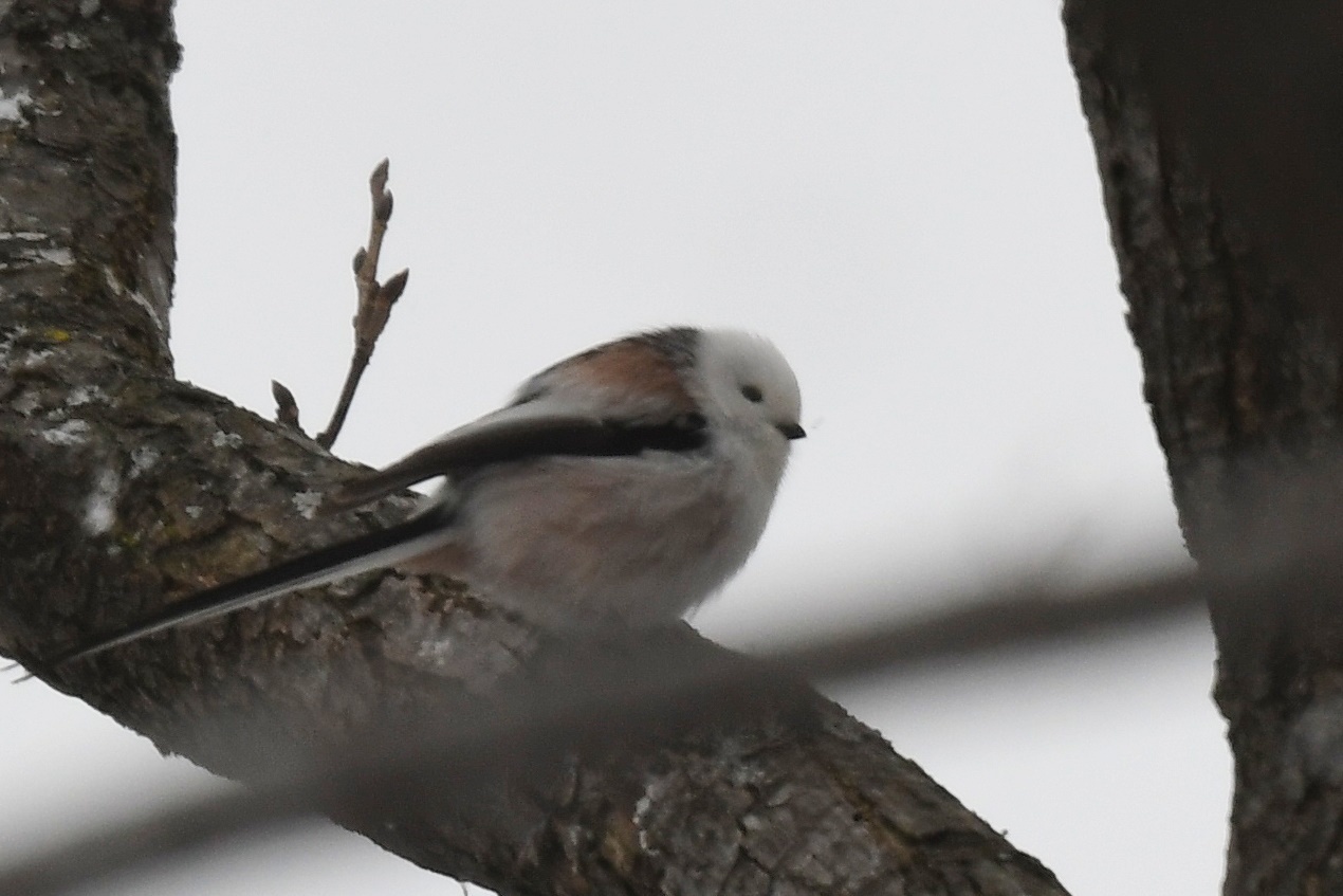 ツグミ、オジロワシ: 札幌発 普通人の鳥見