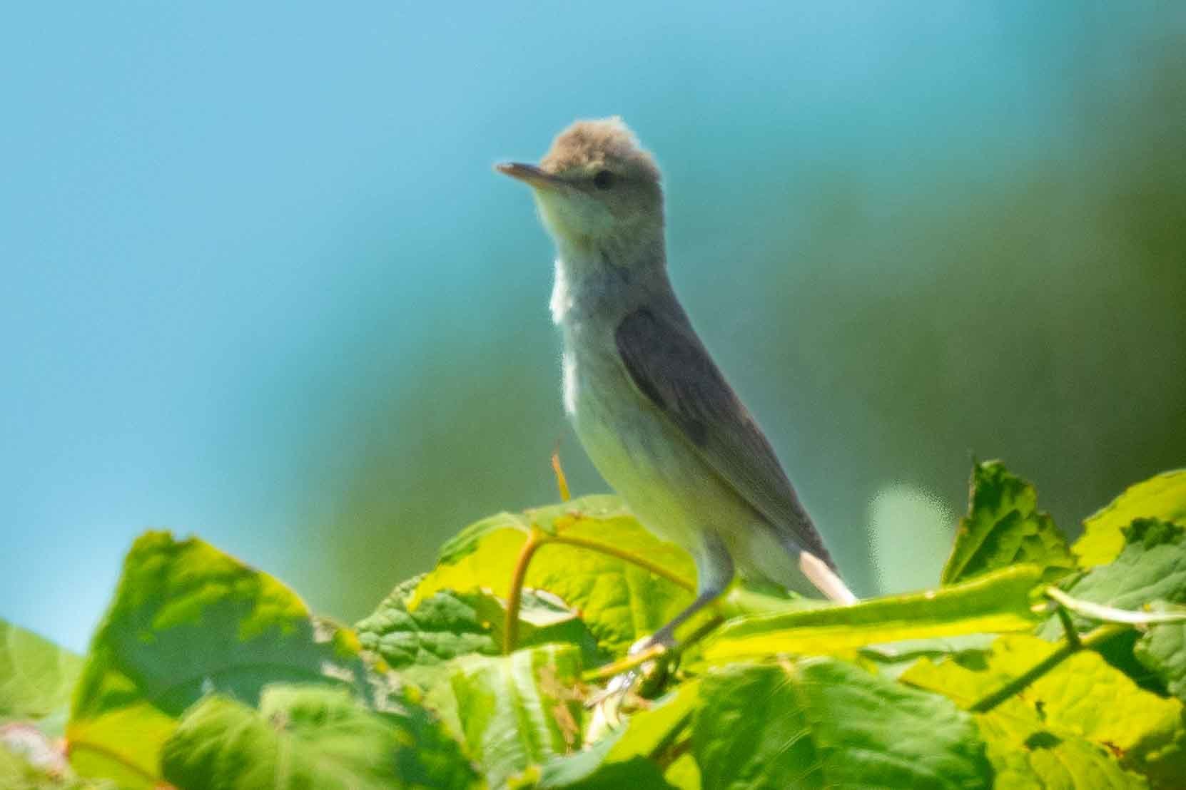 ノゴマ、チュウヒ: 札幌発 普通人の鳥見