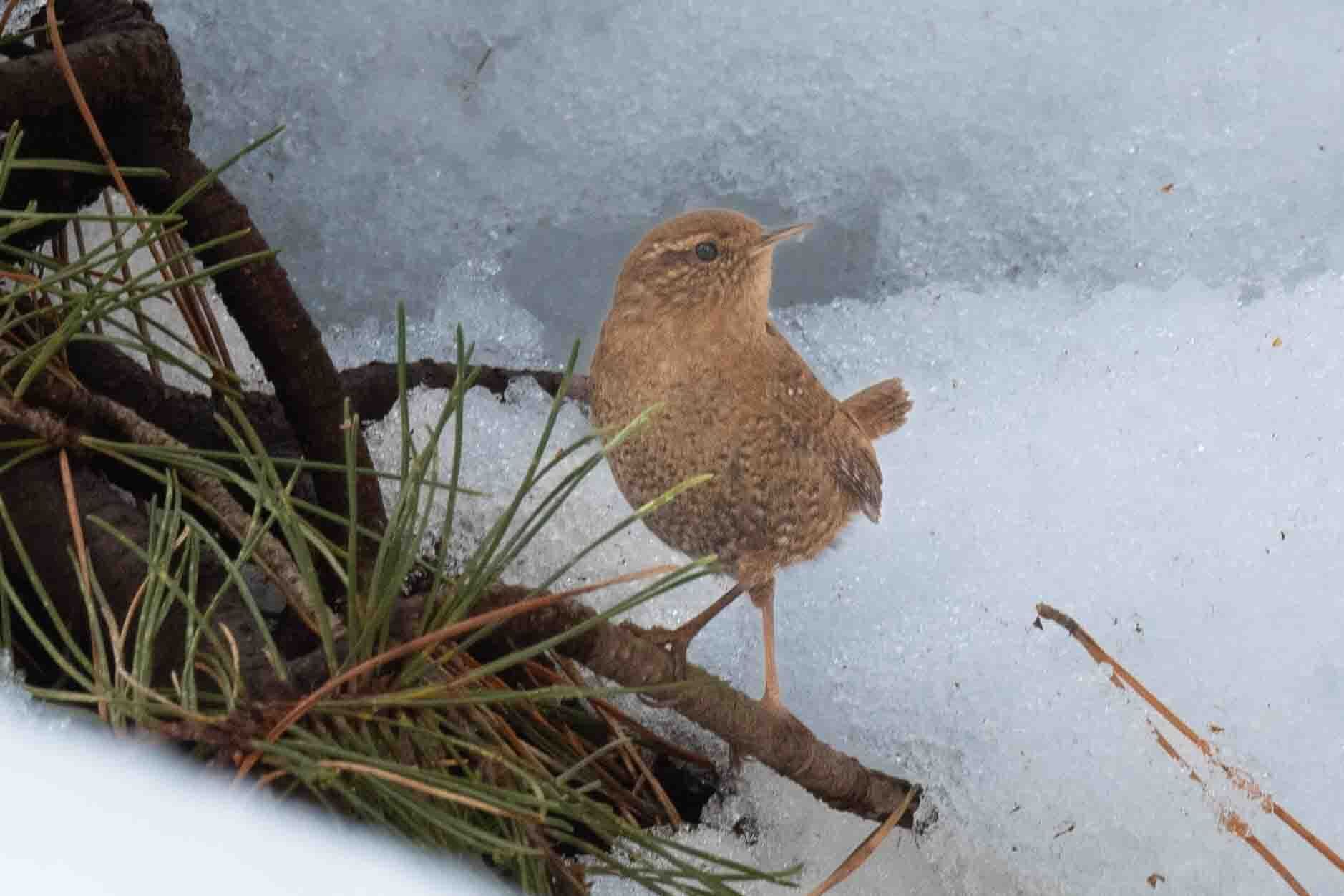 ミソサザイ、オジロワシ: 札幌発 普通人の鳥見