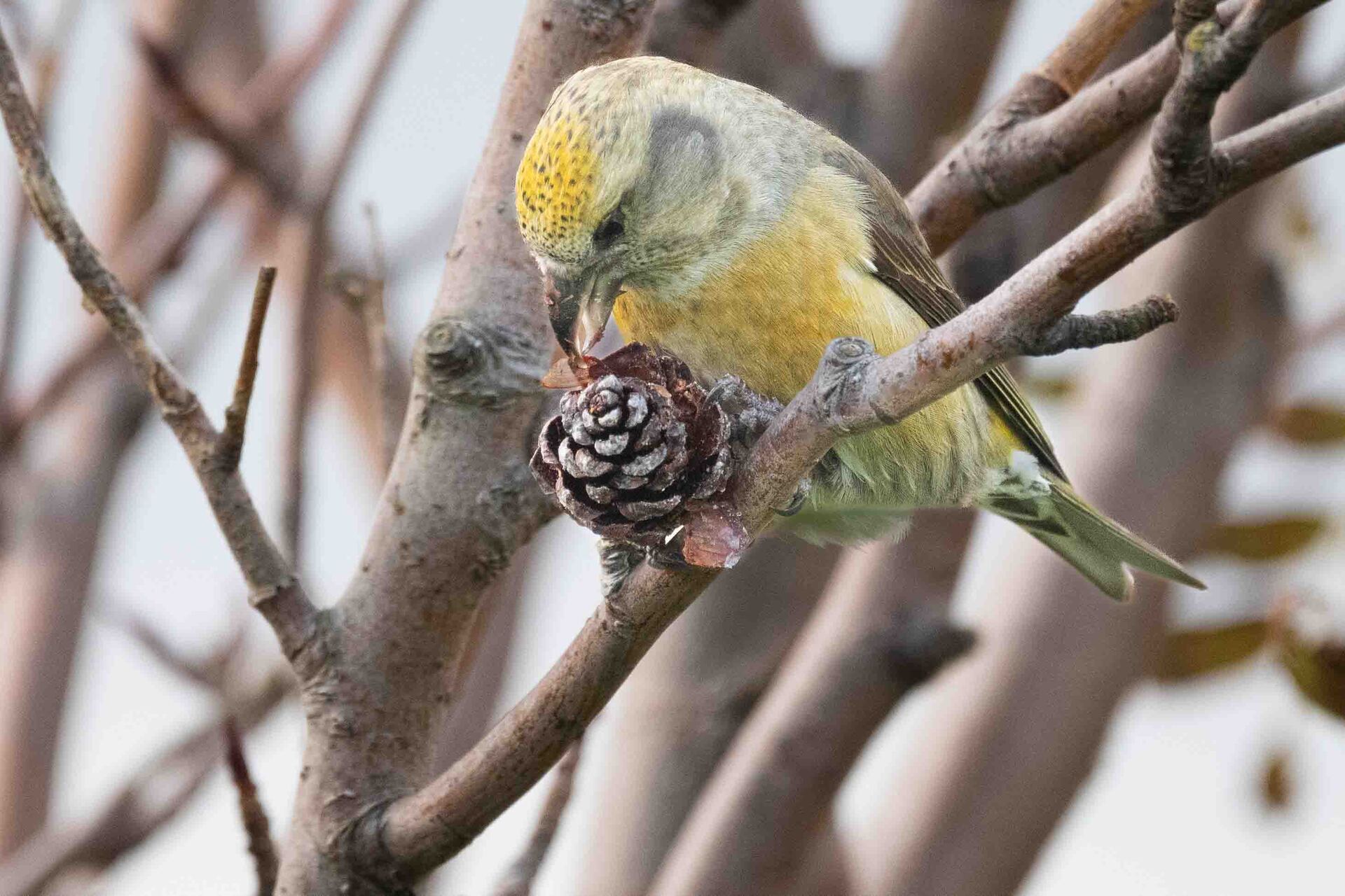 アトリの群れ、イスカ、ウズラシギ、オオハシシギ: 札幌発 普通人の鳥見